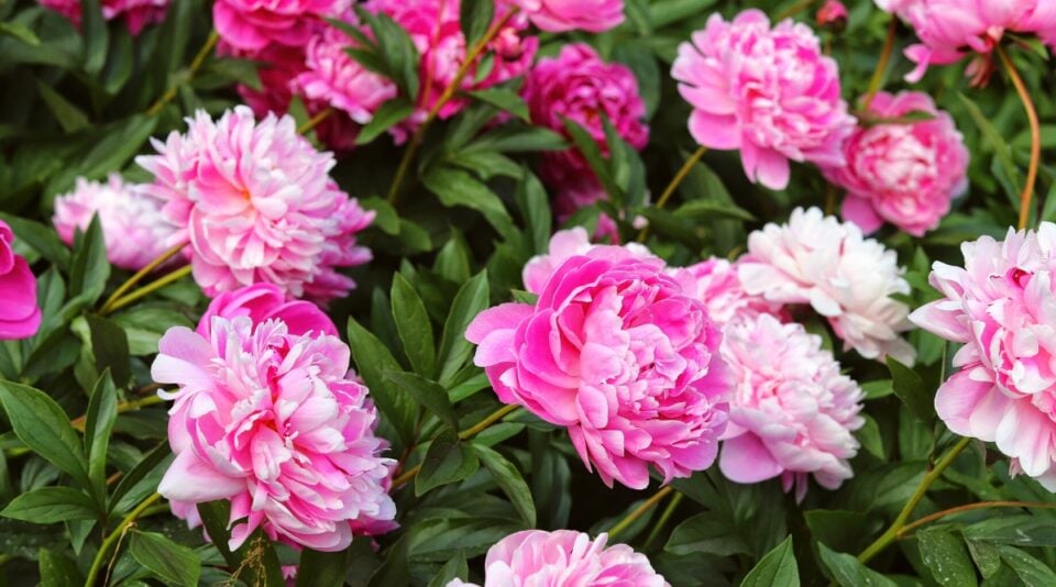 15 Longest-Lasting Cut Flowers for Bouquets and Arrangements