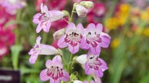 21 Beautiful Penstemon Varieties for Your Garden