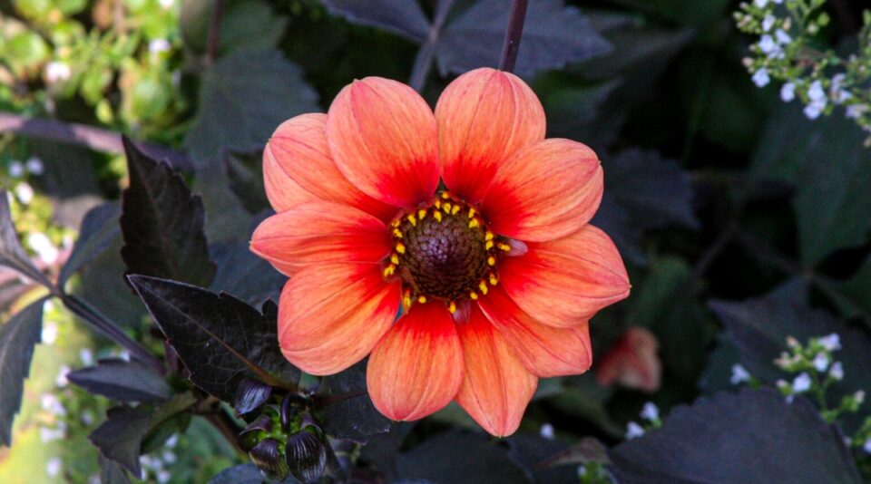 11 Ideas for a Spooky and Beautiful Goth Garden
