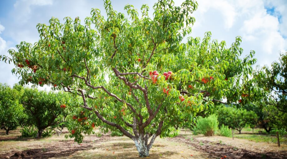 Peach Trees vs. Apple Trees: Which Should You Plant?