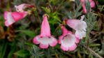 How to Plant, Grow, and Care for Penstemon