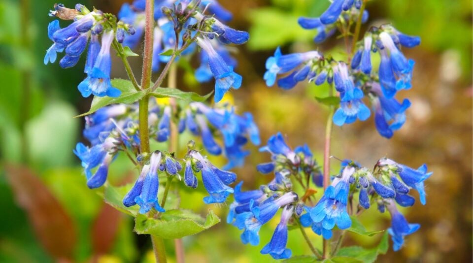 15 Beautiful Perennials You Can Grow Easily from Seed