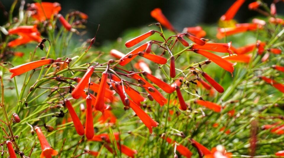 21 Beautiful Penstemon Varieties for Your Garden