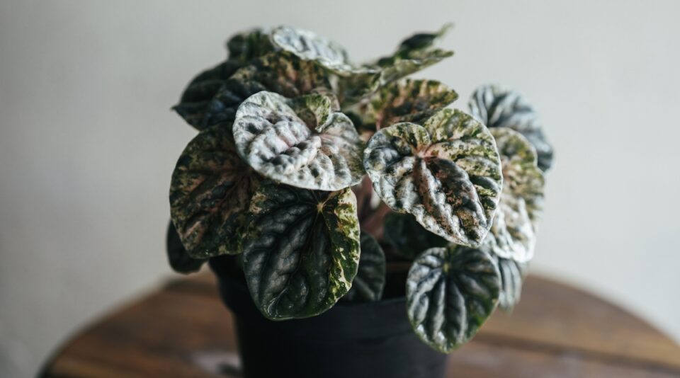 21 Moody Houseplants for an Indoor Goth Garden