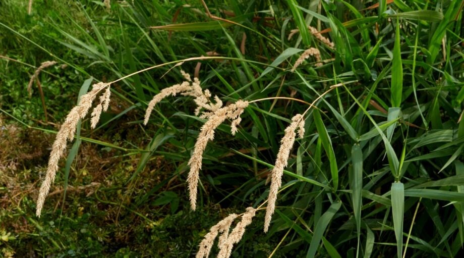 15 Perfect Plants for Hiding Unsightly Areas in the Garden