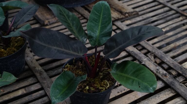 21 Moody Houseplants for an Indoor Goth Garden
