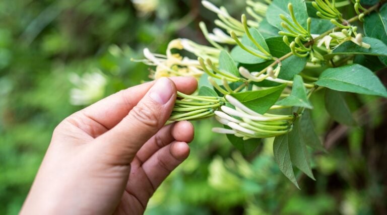 How to Get Rid of Invasive Honeysuckle