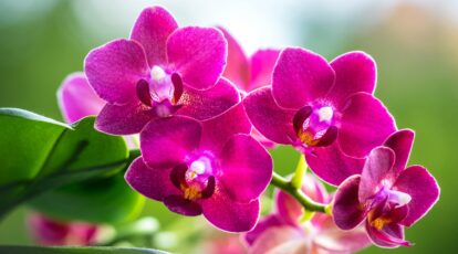 A Beginner’s Guide to Orchid Care