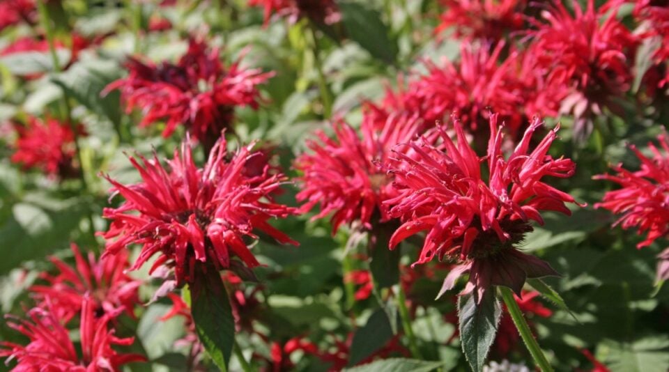 21 Perennial Flowers for Your Balcony Garden