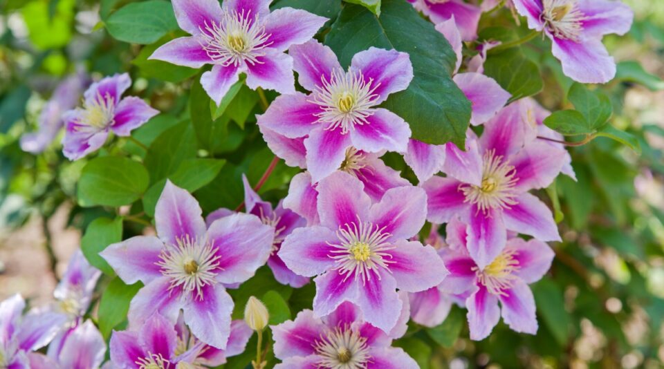 15 Perfect Plants for Hiding Unsightly Areas in the Garden