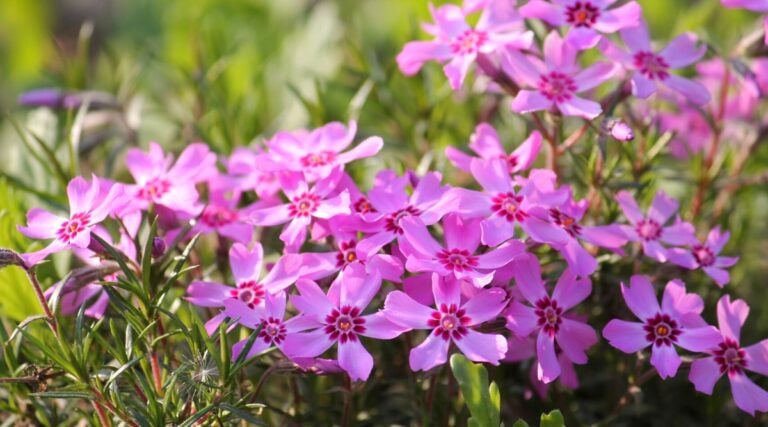 19 Best Trailing Plants for Rock Gardens