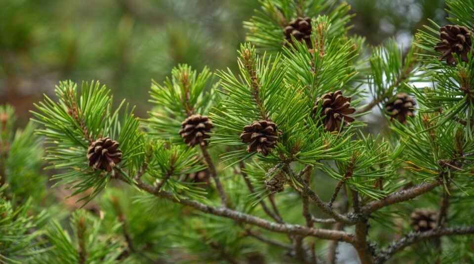 13 Best Fire-Resistant Trees for a Defensible Landscape