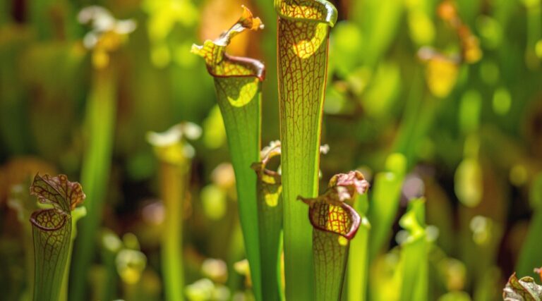 How to Plant, Grow, and Care for American Pitcher Plants