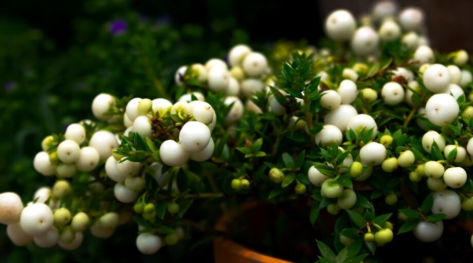 How to Plant, Grow, and Care for Snowberry Bushes
