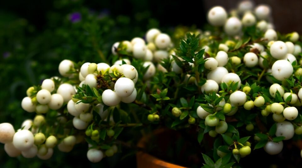 How to Plant, Grow, and Care for Snowberry Bushes