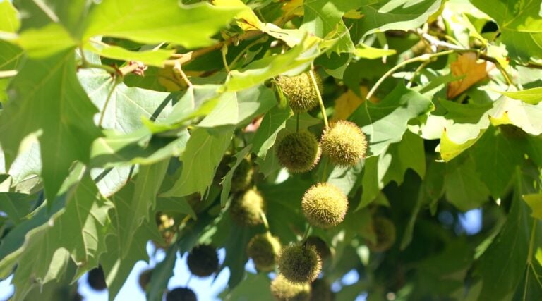 13 Best Fire-Resistant Trees for a Defensible Landscape