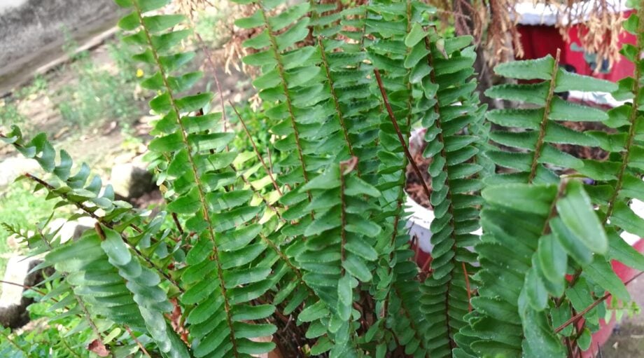 How to Plant, Grow, and Care for Christmas Ferns