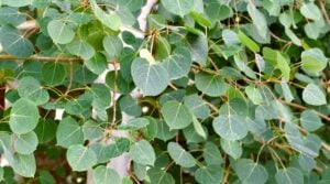 13 Best Fire-Resistant Trees for a Defensible Landscape