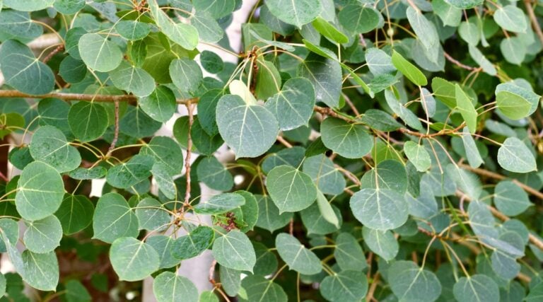 13 Best Fire-Resistant Trees for a Defensible Landscape