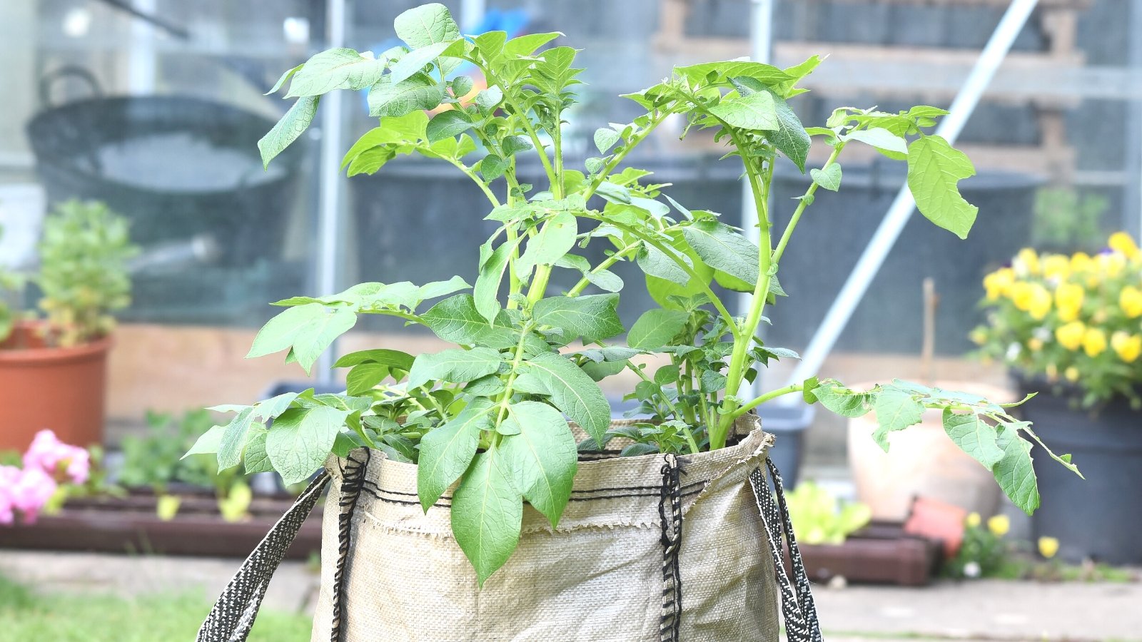 A Growing Potato In A Jar How To Grow Potatoes Indoors (with Pictures)