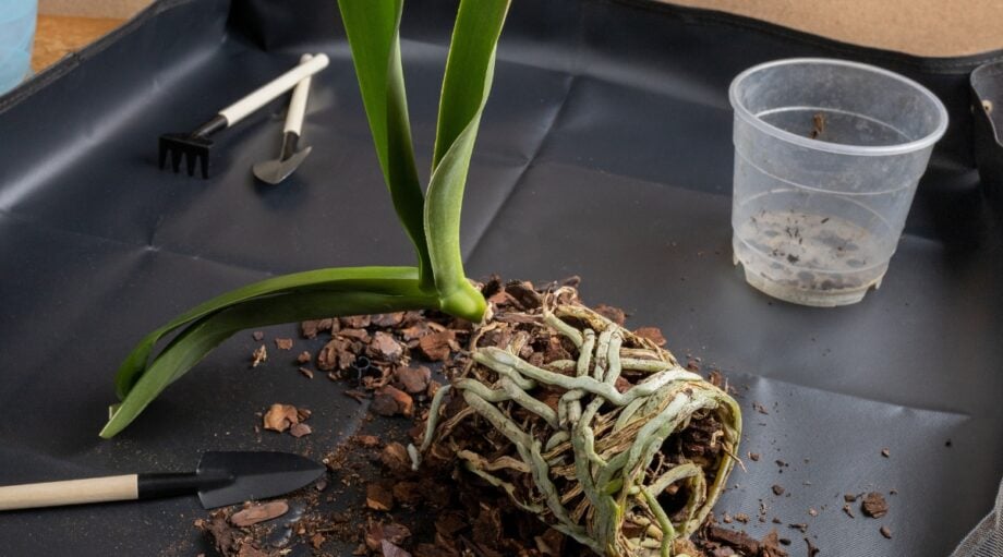A Beginner’s Guide to Orchid Care