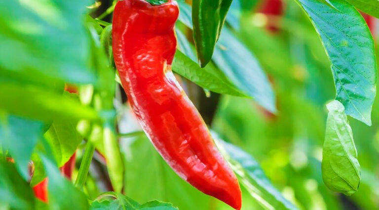 How to Plant, Grow, and Care for Jimmy Nardello Peppers