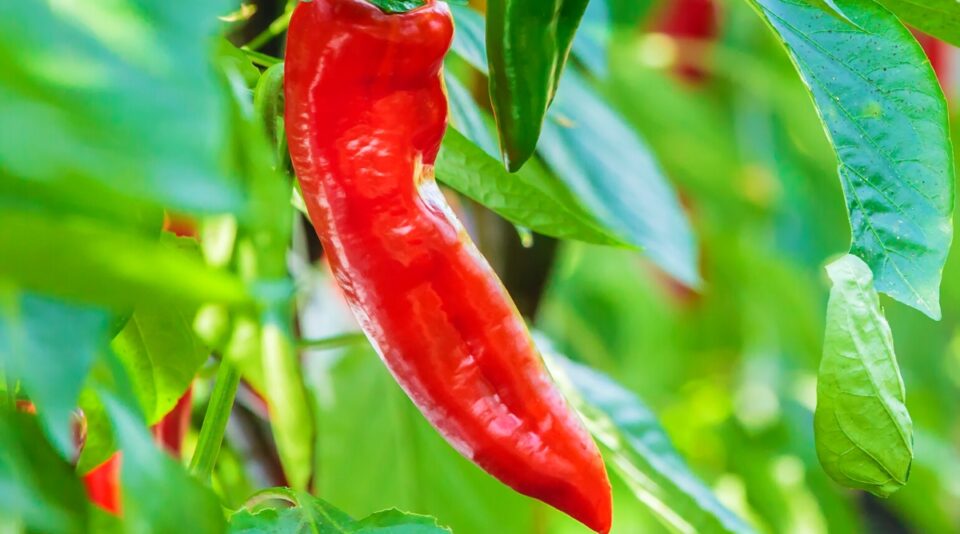How to Plant, Grow, and Care for Jimmy Nardello Peppers