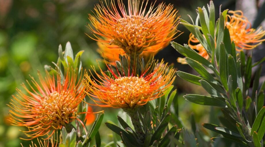 15 Longest-Lasting Cut Flowers for Bouquets and Arrangements