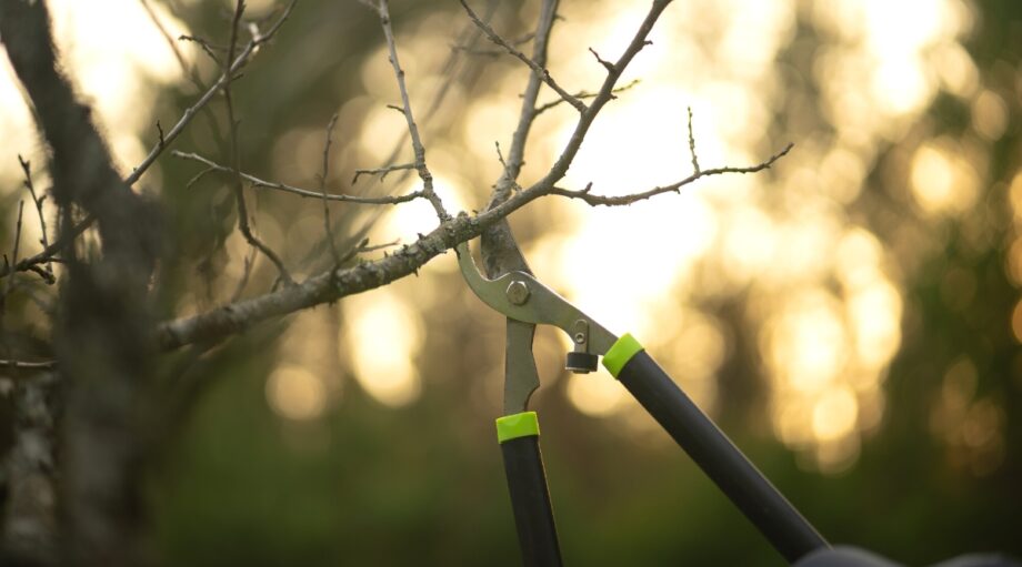 How To Plant, Grow, and Care for Service Berry Trees