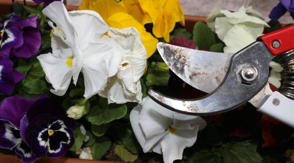 How to Plant, Grow, and Care for Hardy Geraniums