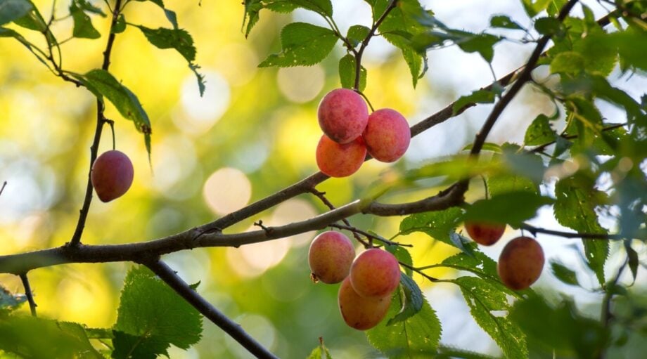 13 Best Fire-Resistant Trees for a Defensible Landscape