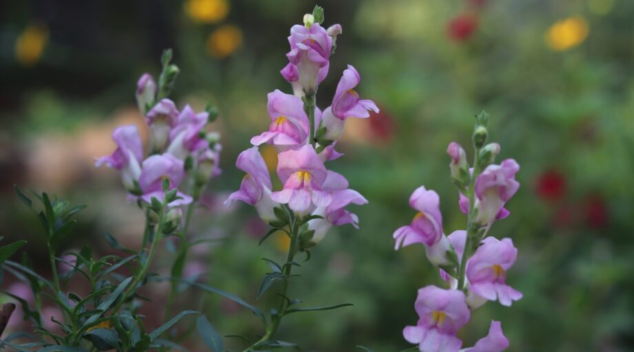 How to Plant, Grow, and Care for Penstemon