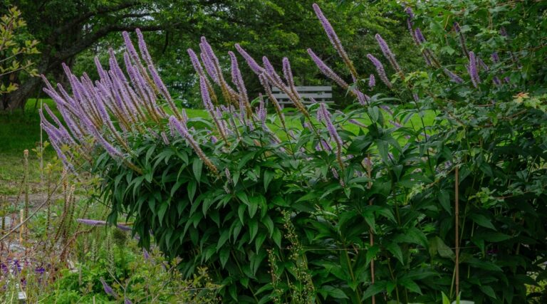 How to Plant, Grow, and Care For Culver's Root