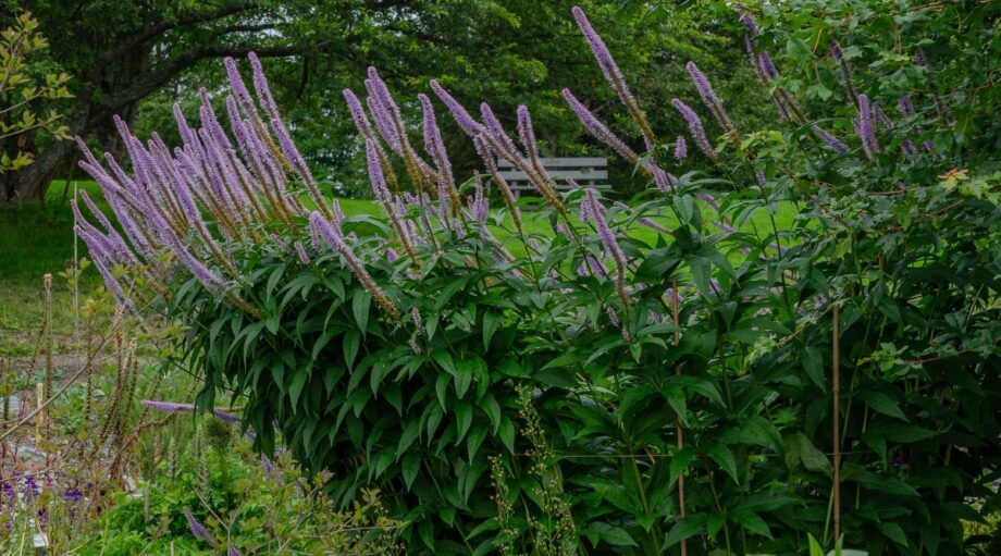 How to Plant, Grow, and Care For Culver's Root