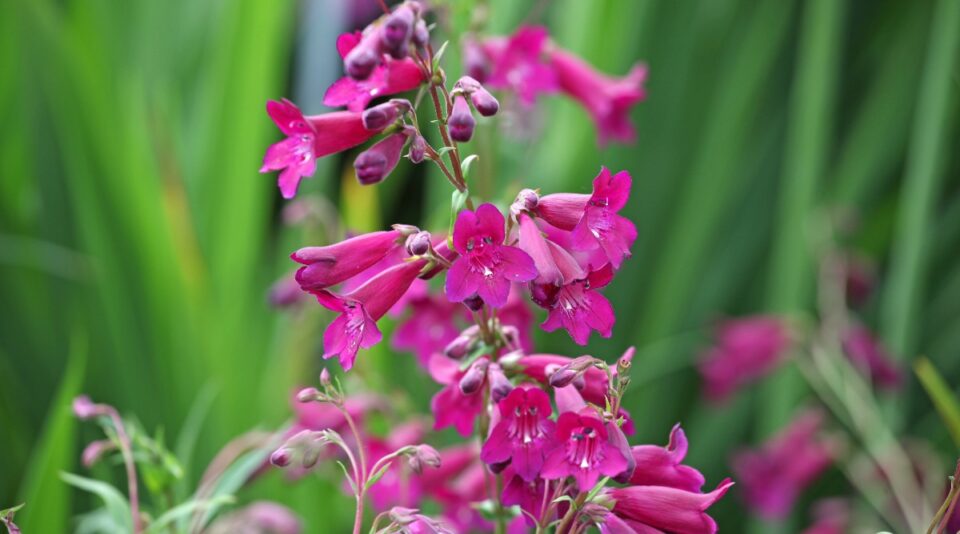 How to Plant, Grow, and Care for Penstemon
