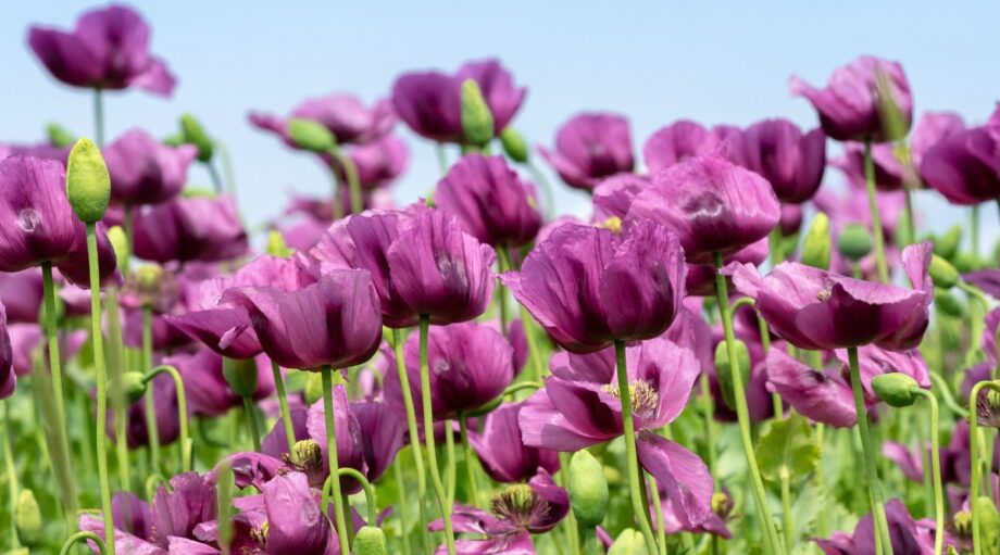 How to Plant, Grow, and Care for Breadseed Poppies