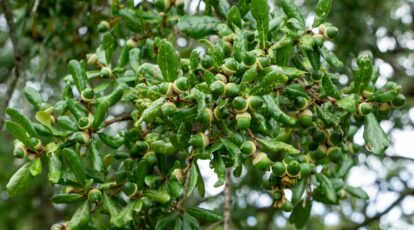 13 Best Fire-Resistant Trees for a Defensible Landscape