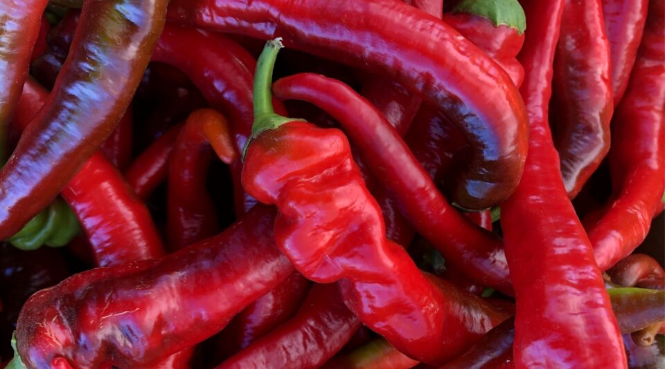 How to Plant, Grow, and Care for Jimmy Nardello Peppers