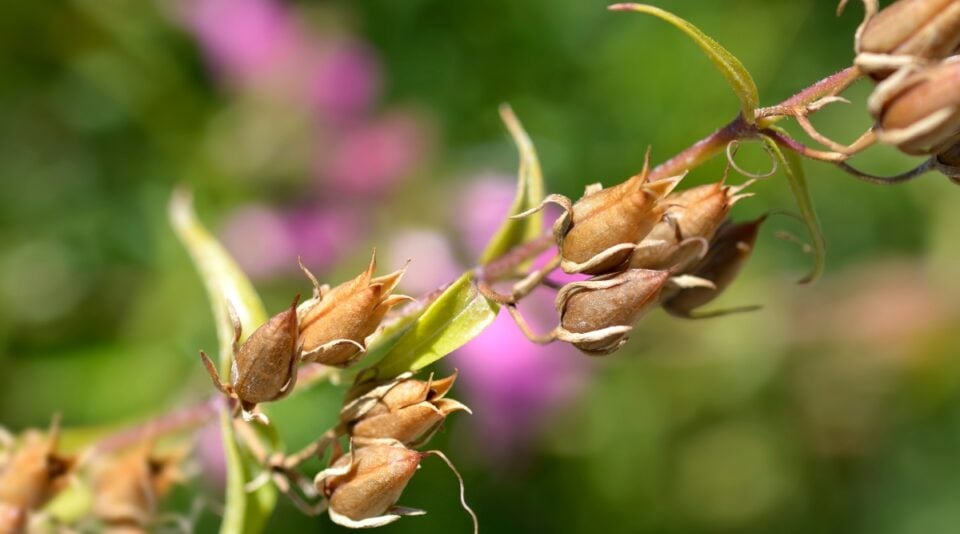 How to Plant, Grow, and Care for Penstemon