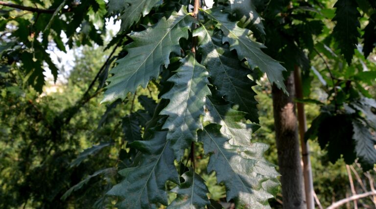 21 Oak Tree Varieties for Your Landscape