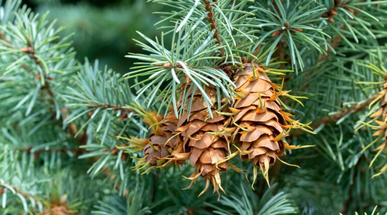 27 Best Evergreen Trees for Residential Landscapes