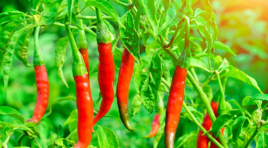 How to Plant, Grow, and Care for Jimmy Nardello Peppers