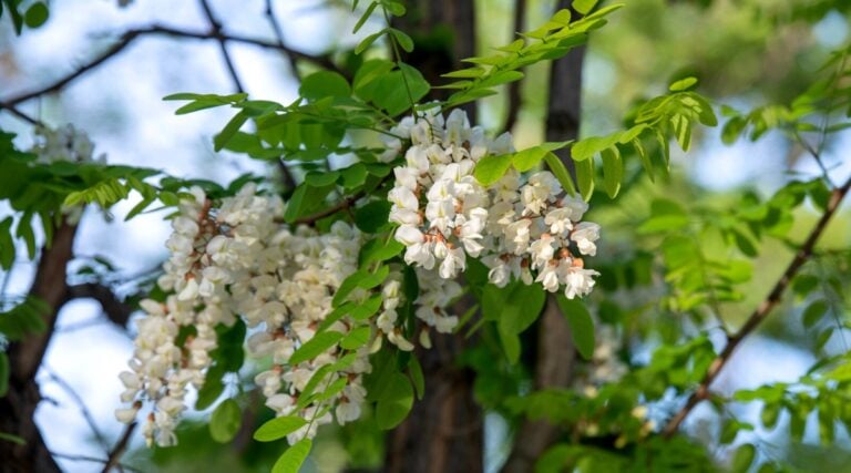 13 Best Fire-Resistant Trees for a Defensible Landscape