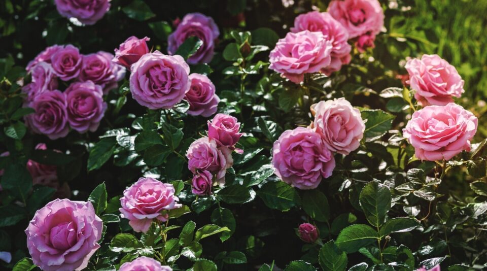 21 Beautiful Summer-Blooming Flowers for Cutting Gardens