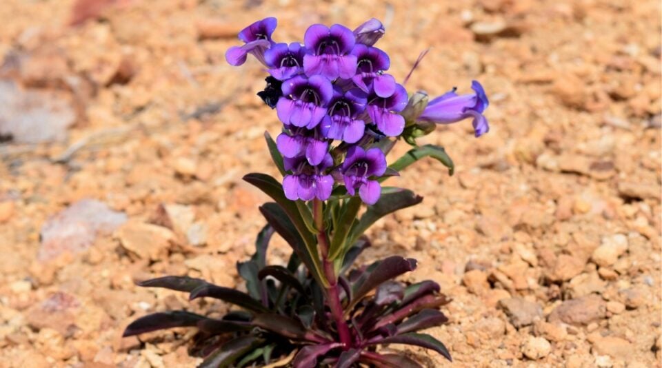 How to Plant, Grow, and Care for Penstemon