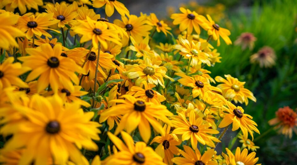 21 Beautiful Summer-Blooming Flowers for Cutting Gardens