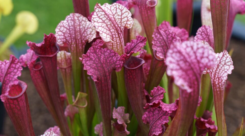 How to Plant, Grow, and Care for American Pitcher Plants