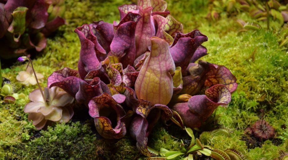 How to Plant, Grow, and Care for American Pitcher Plants