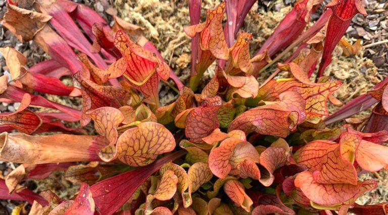How to Plant, Grow, and Care for American Pitcher Plants