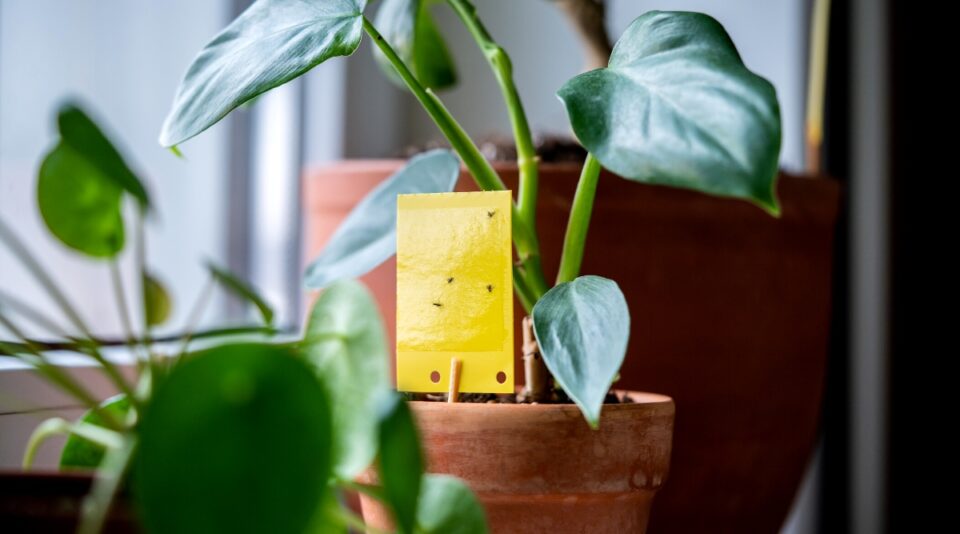 How To Use Sticky Traps To Get Rid of Houseplant Pests – Nature's Gateway